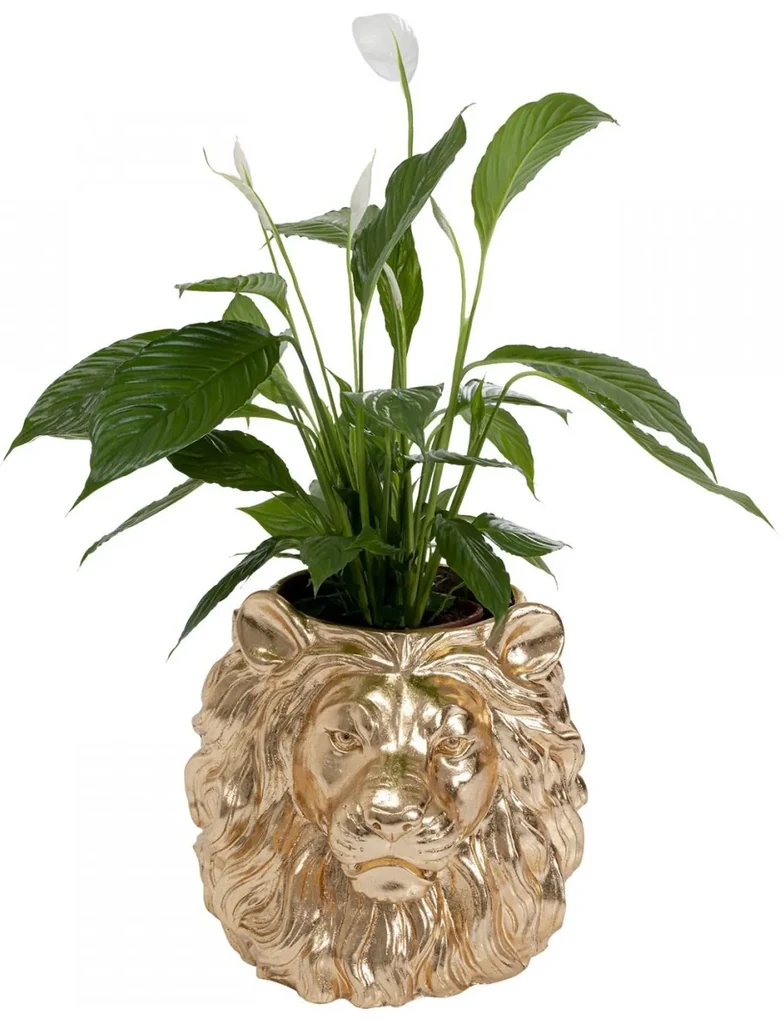 Kare Design Lion Gold Leeuwenkop Plantenbak Goud | BIANO